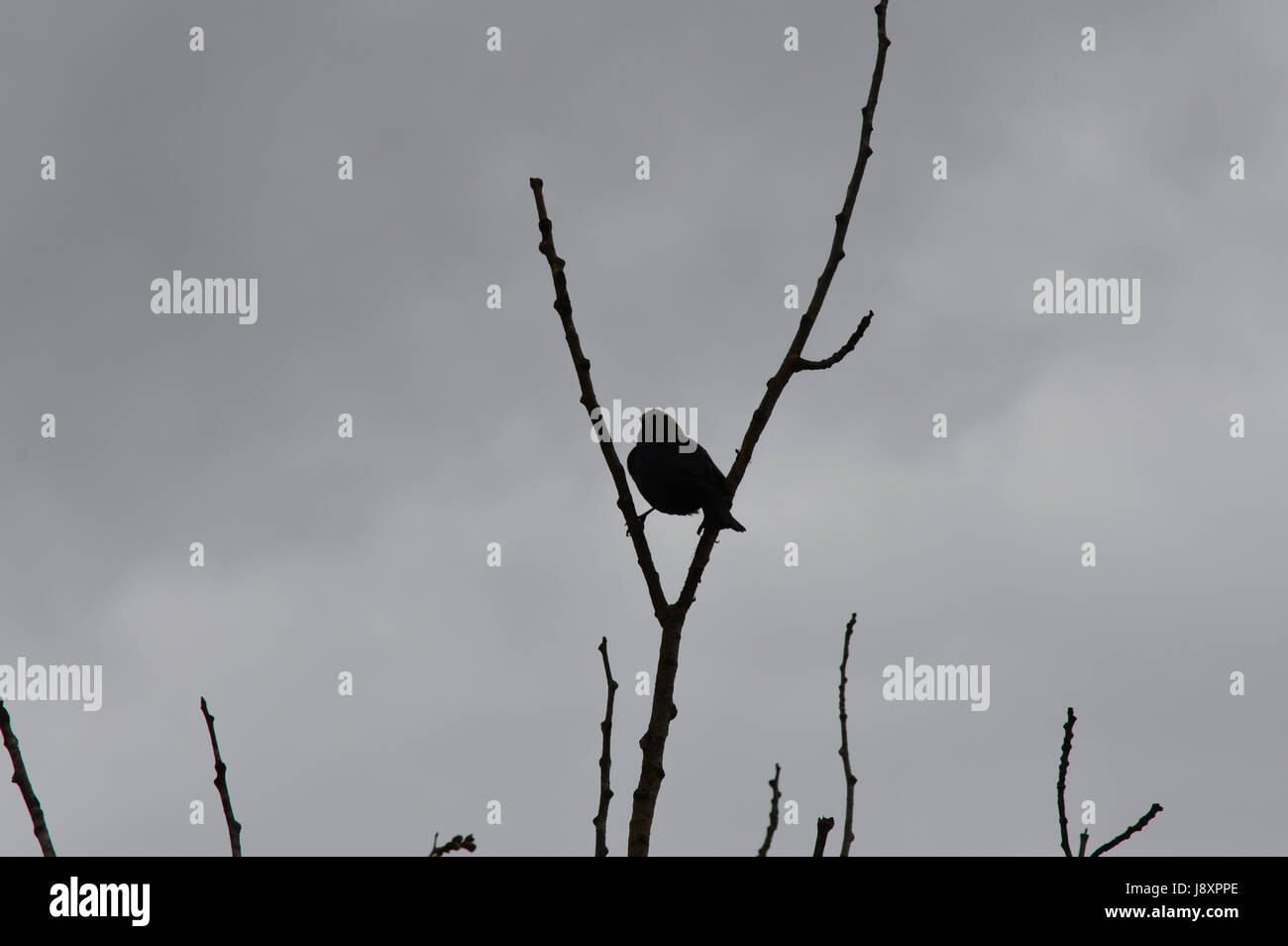 Small bird silhouette hi-res stock photography and images - Alamy