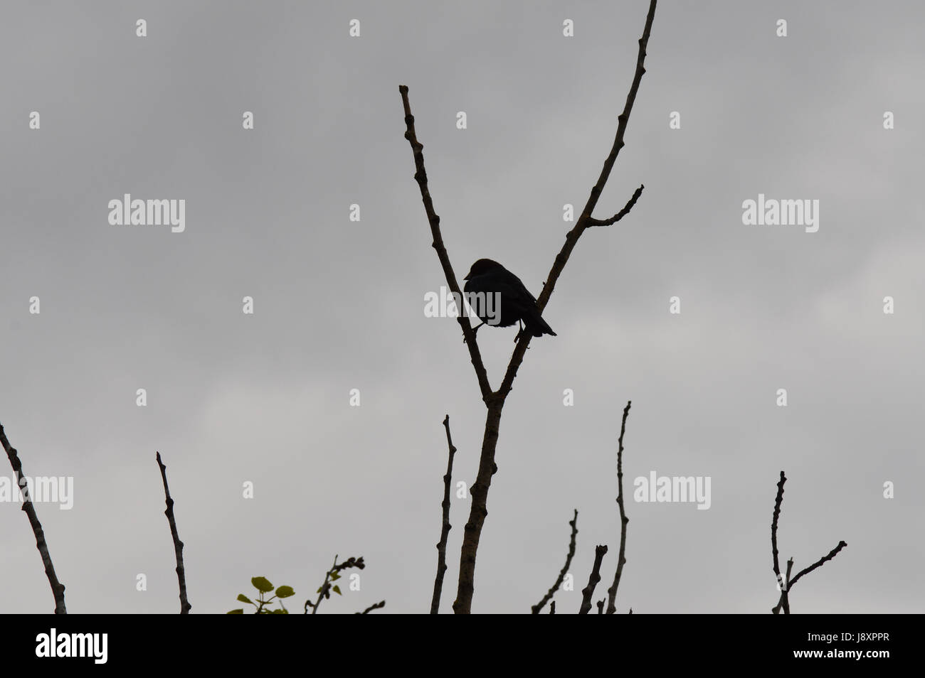 Small bird silhouette hi-res stock photography and images - Alamy