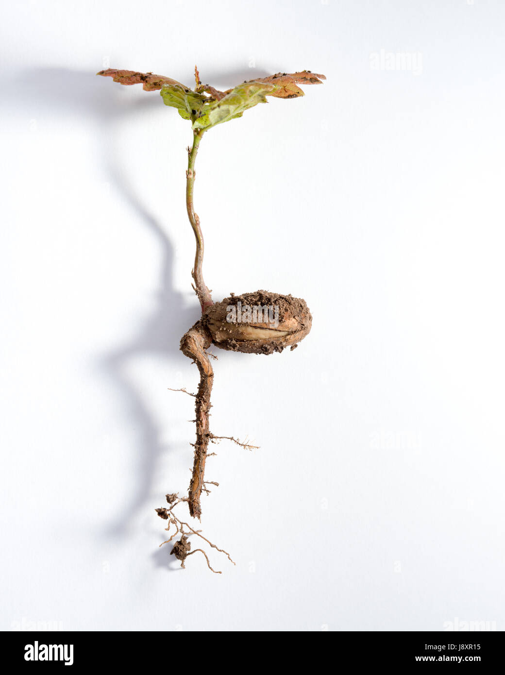 A sprouting Oak (Quercus) acorn on white background. Displayed are ...