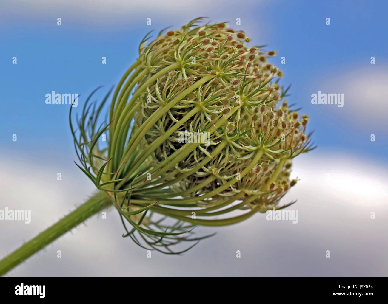 umbel, carrot, wild, umbel, carrot, herb, crooked, warped, hunchbacked ...