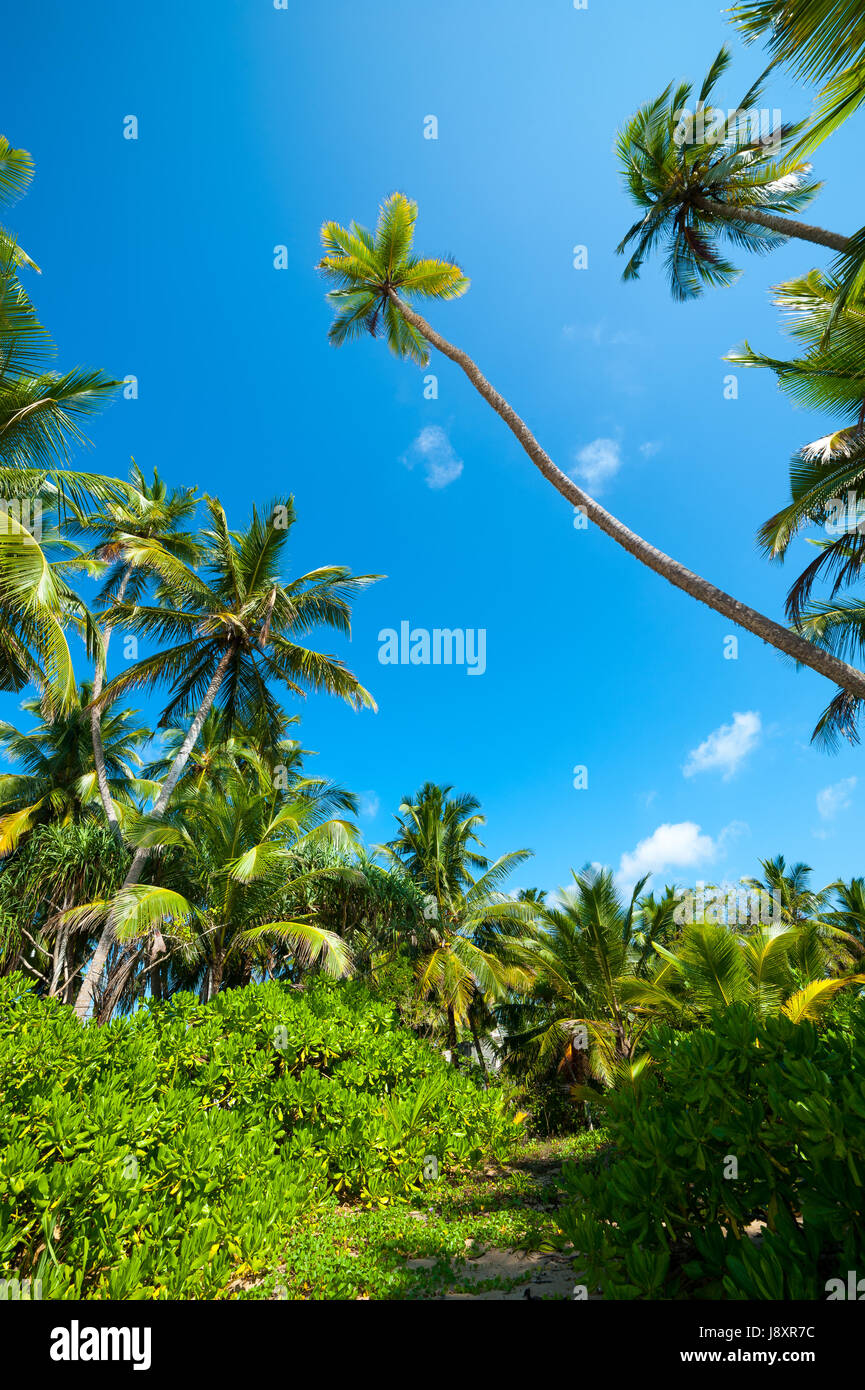 Deep green palm tree leaf background hi-res stock photography and ...