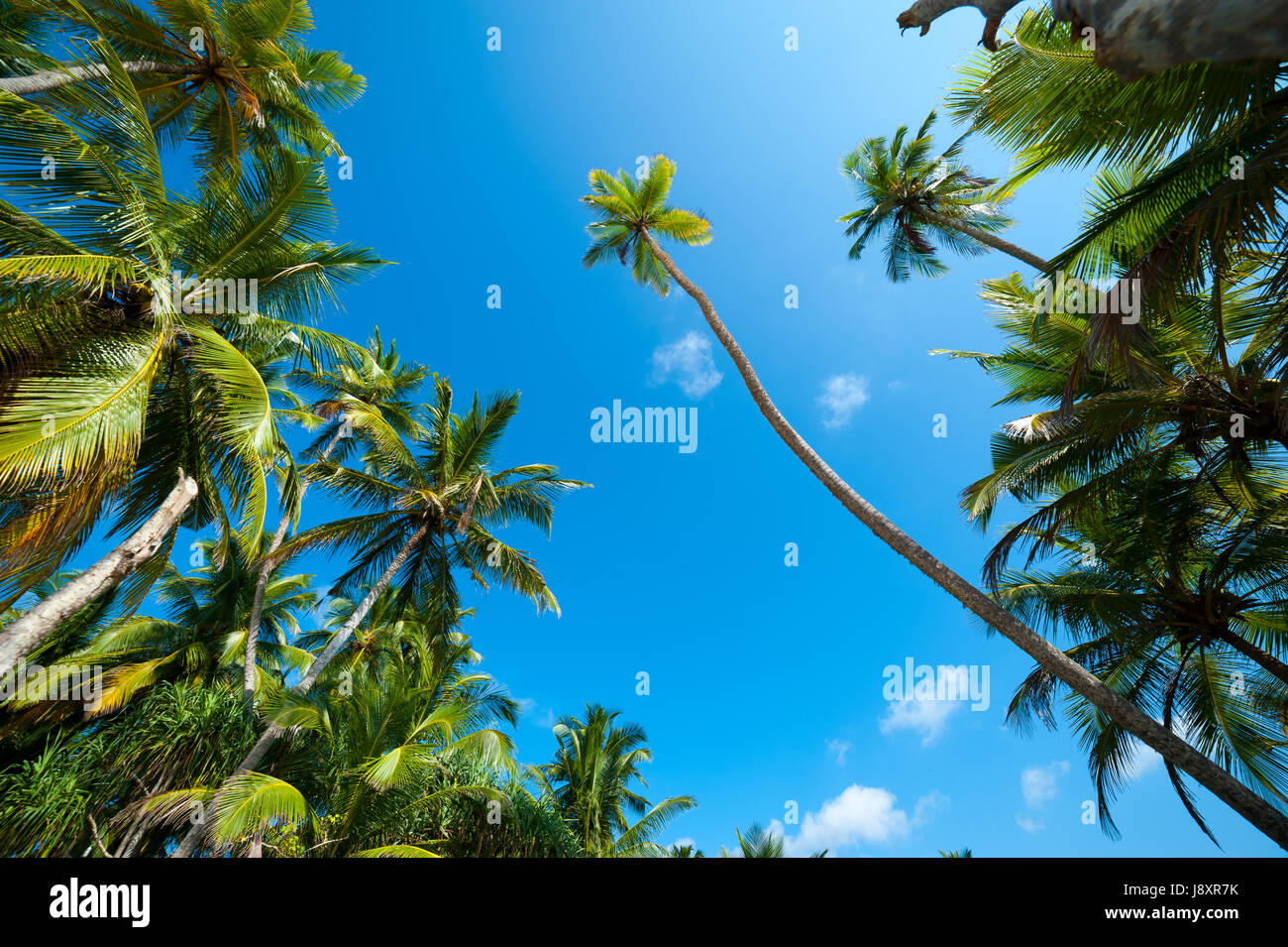 Deep green palm tree leaf background hi-res stock photography and ...