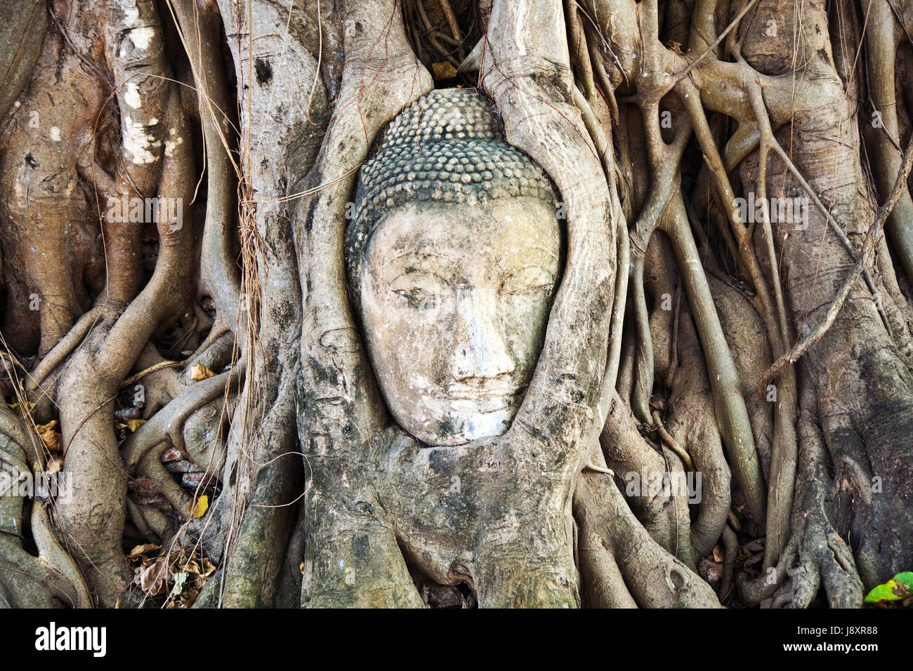 Root covered buddha head hi-res stock photography and images - Alamy