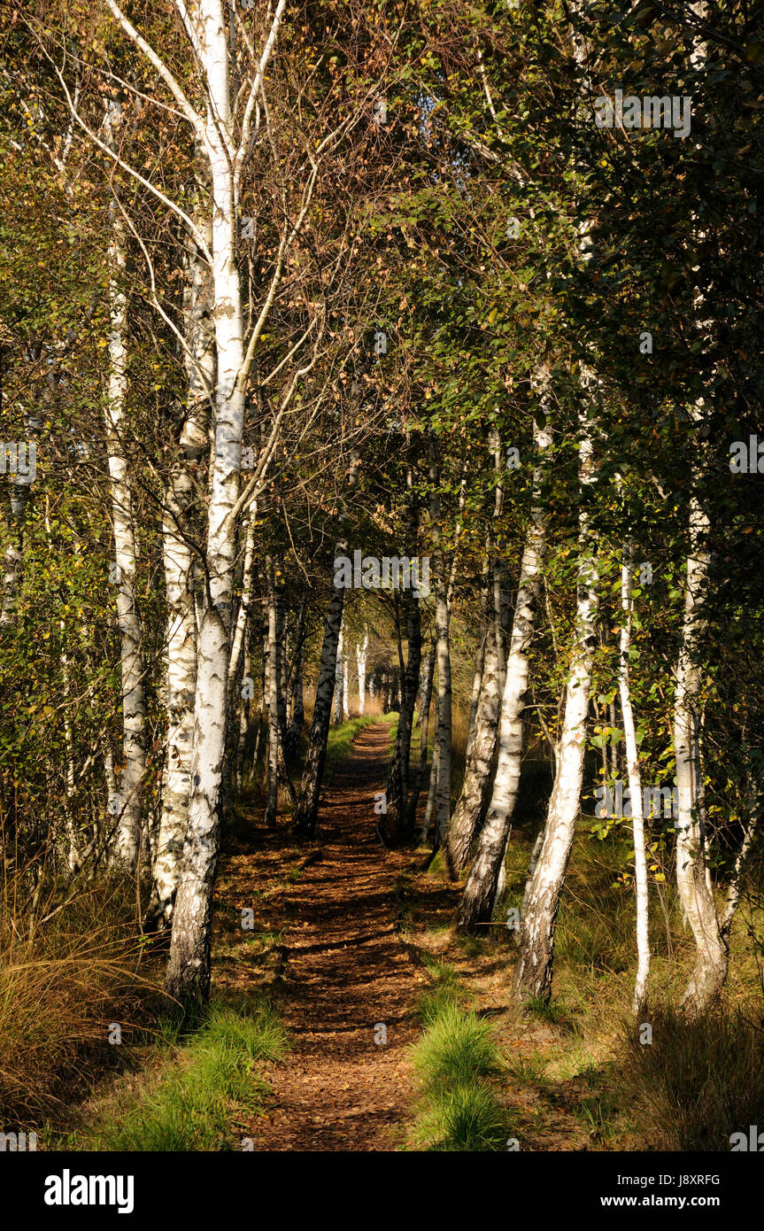 fen, avenue, path, way, birches, autumnal, nature-sanctuary, oversea ...