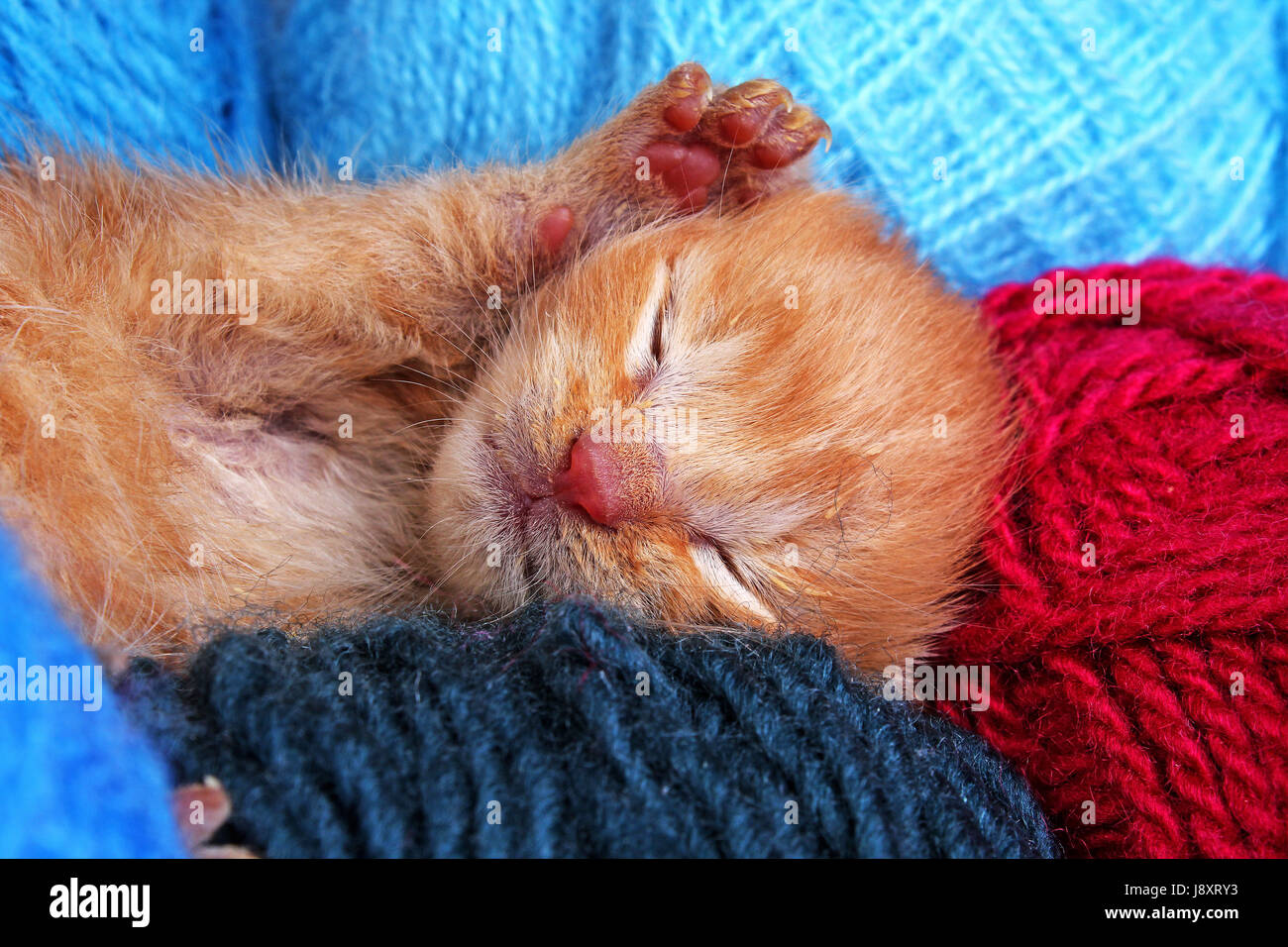 Sleeping cat kitten. New born baby cat sleeping. Cute beautiful little ...