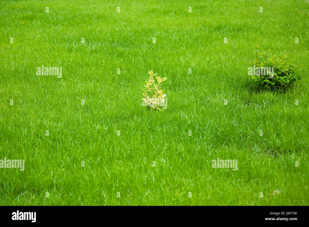 field, summer, summerly, abstract, growth, pasture, pattern ... field, summer, summerly, abstract, growth, pasture, pattern ...