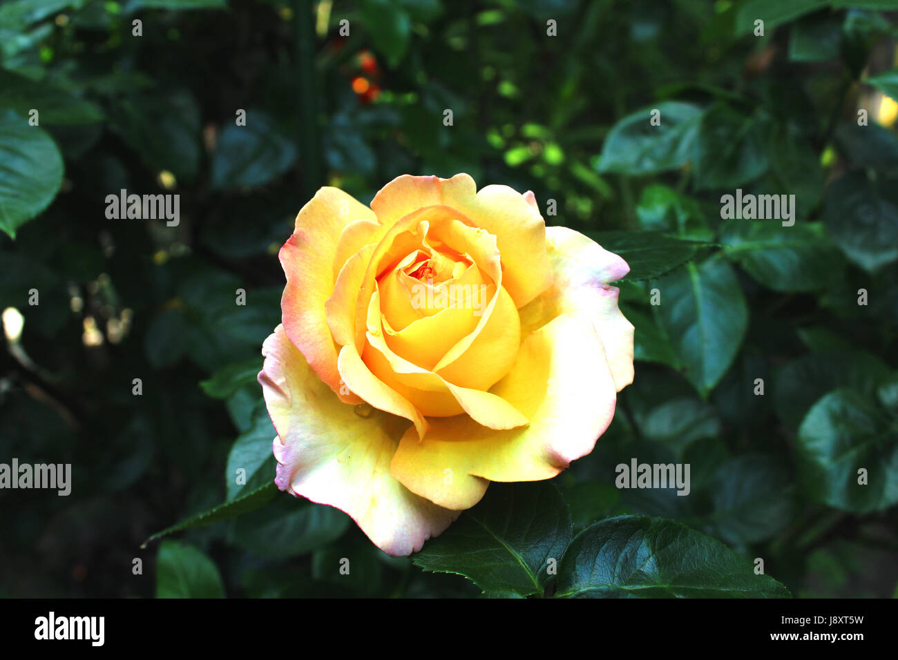 Yellow rose flower on green garden. Summer rose Stock Photo - Alamy