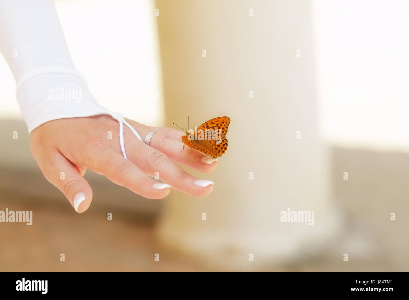 ring, butterfly, wedding, marriage, marriage ceremony, wedding ceremony ...