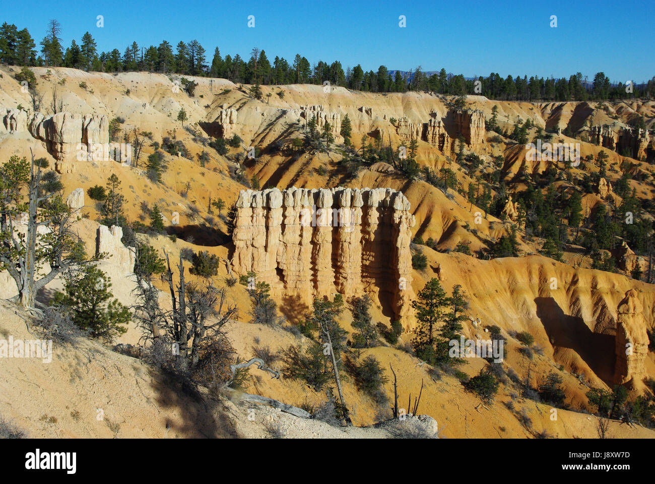 tree, rock, conifer, Canyon, tree, green, national park, usa, rock ...