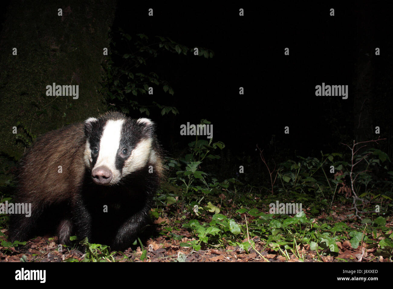 Badger foraging at night Stock Photo - Alamy