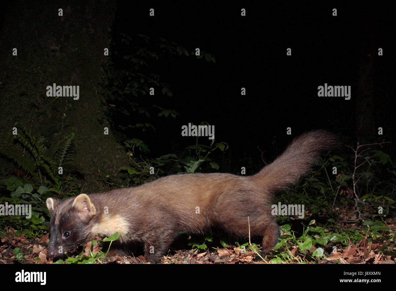 Pine marten ireland hi-res stock photography and images - Alamy