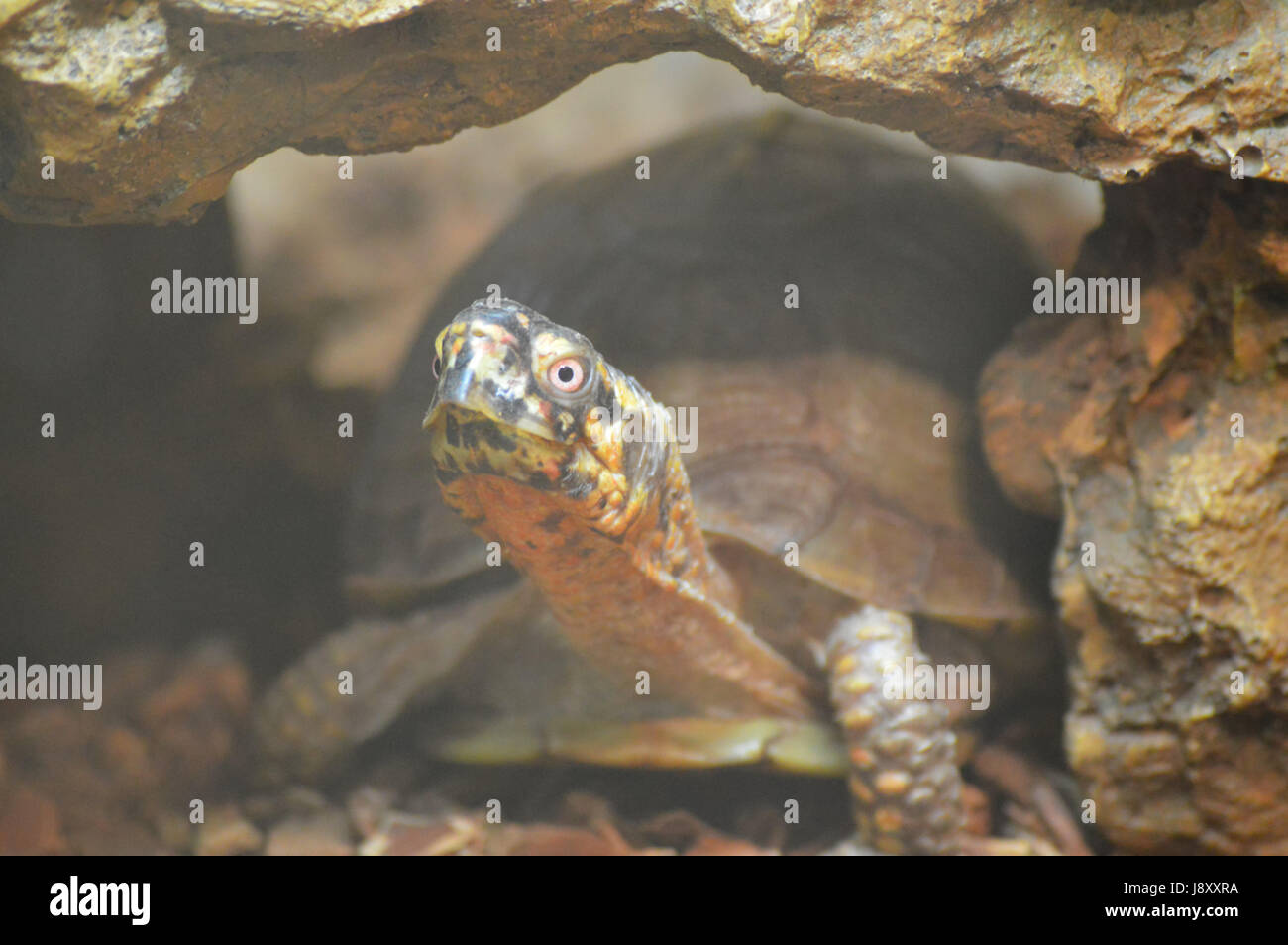 Box turtle head hi-res stock photography and images - Alamy