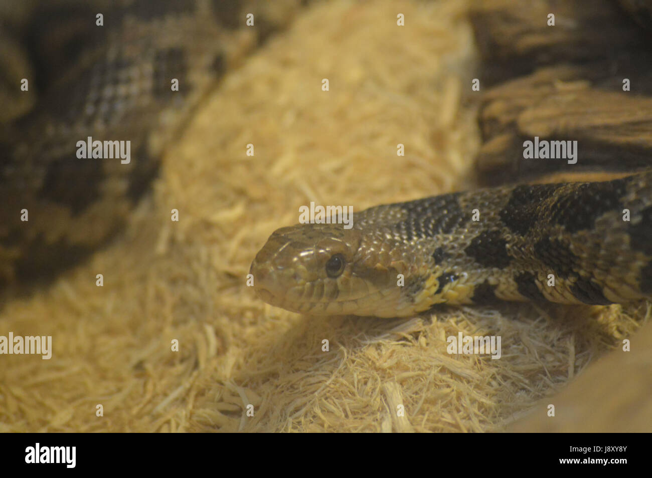 Snake face close up hi-res stock photography and images - Alamy