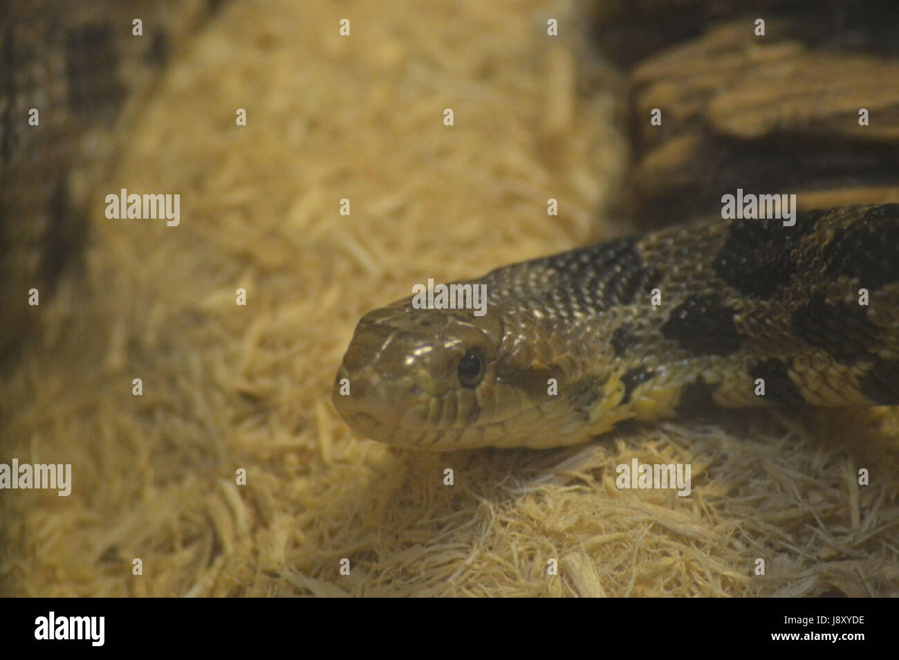 Snake face hi-res stock photography and images - Alamy