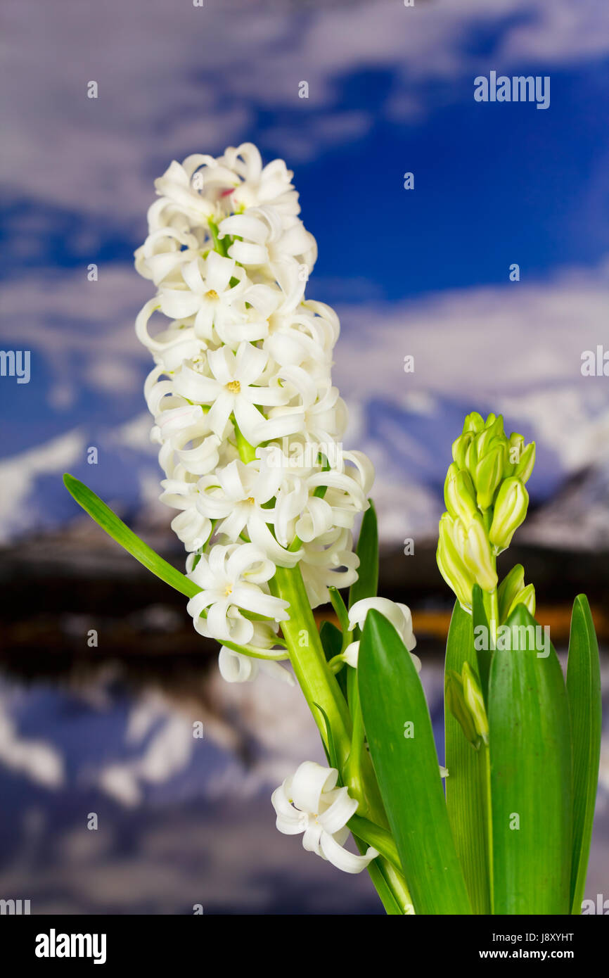 hyacinth in the mountains Stock Photo - Alamy