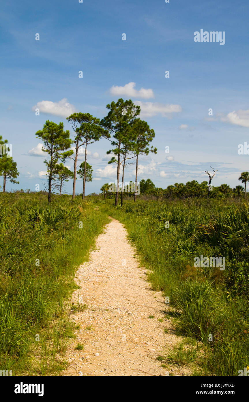 tree, trees, pine, leaves, beach, seaside, the beach, seashore ...