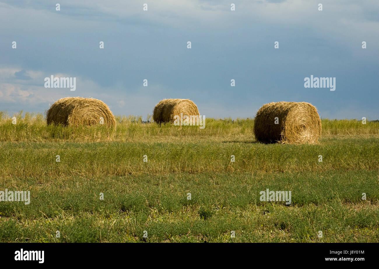 summer, summerly, hay, ranch, landscape, scenery, countryside, nature ...