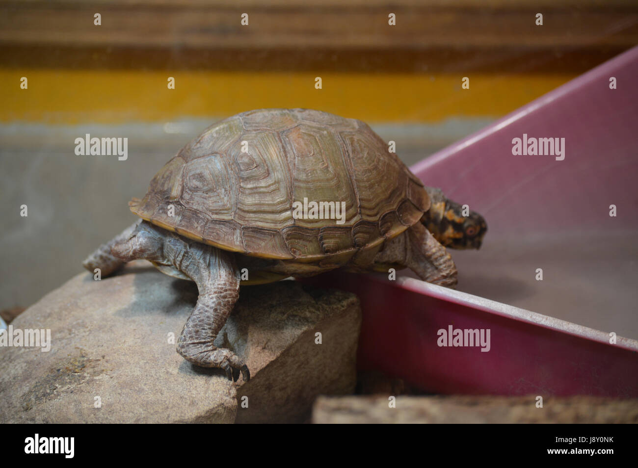 Box turtle hi-res stock photography and images - Alamy
