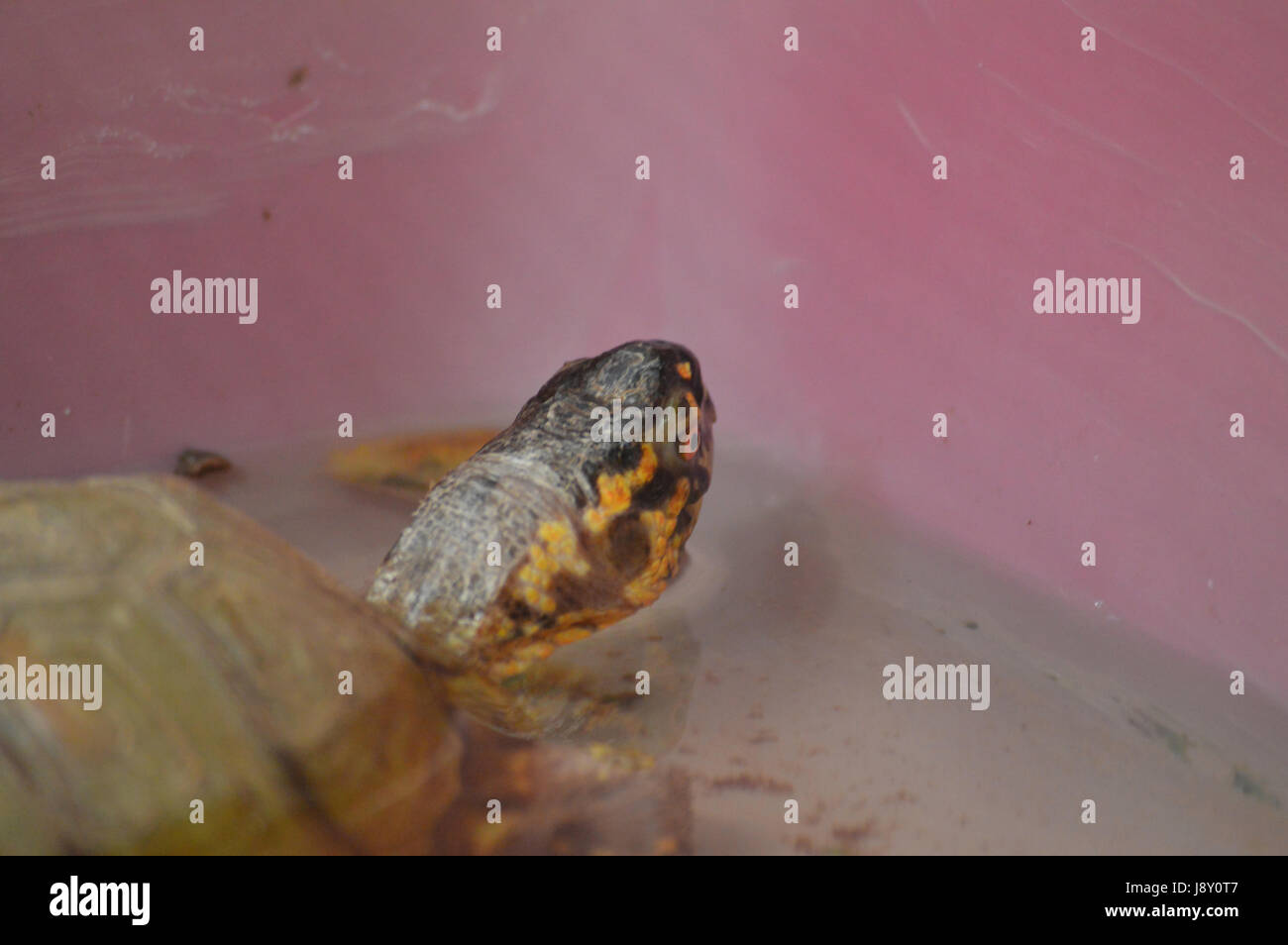 Box turtle head hi-res stock photography and images - Alamy
