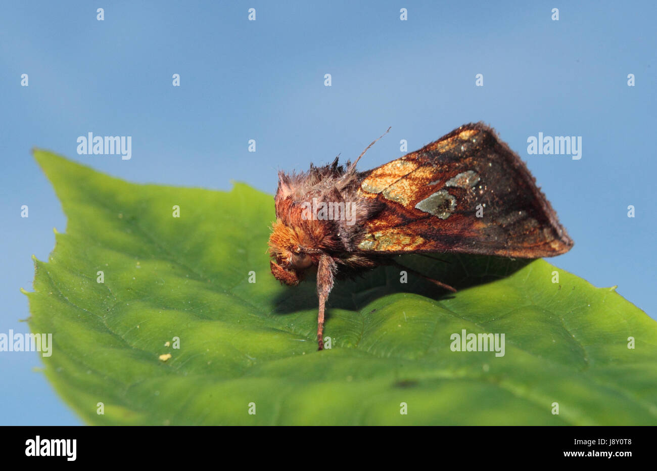 Gold Spot Moth Stock Photo - Alamy