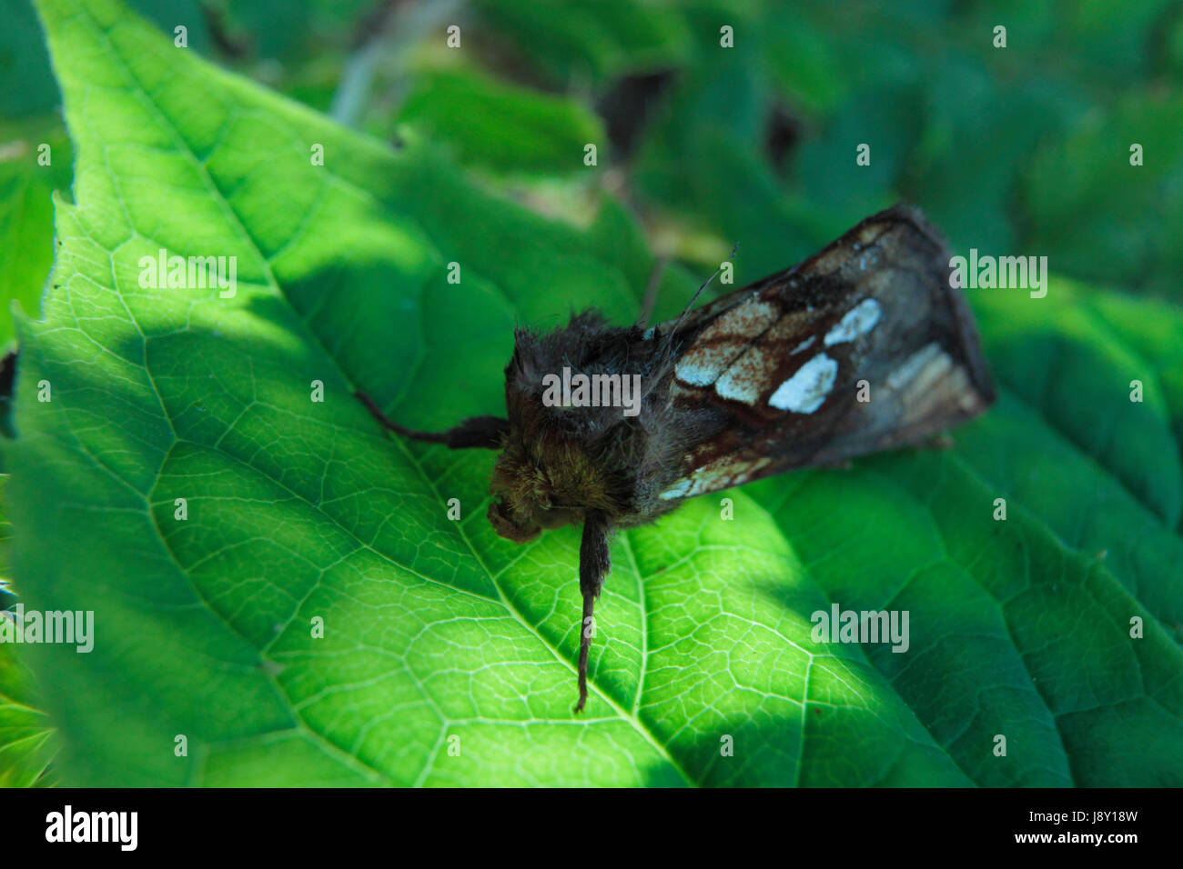 Gold Spot Moth Stock Photo - Alamy
