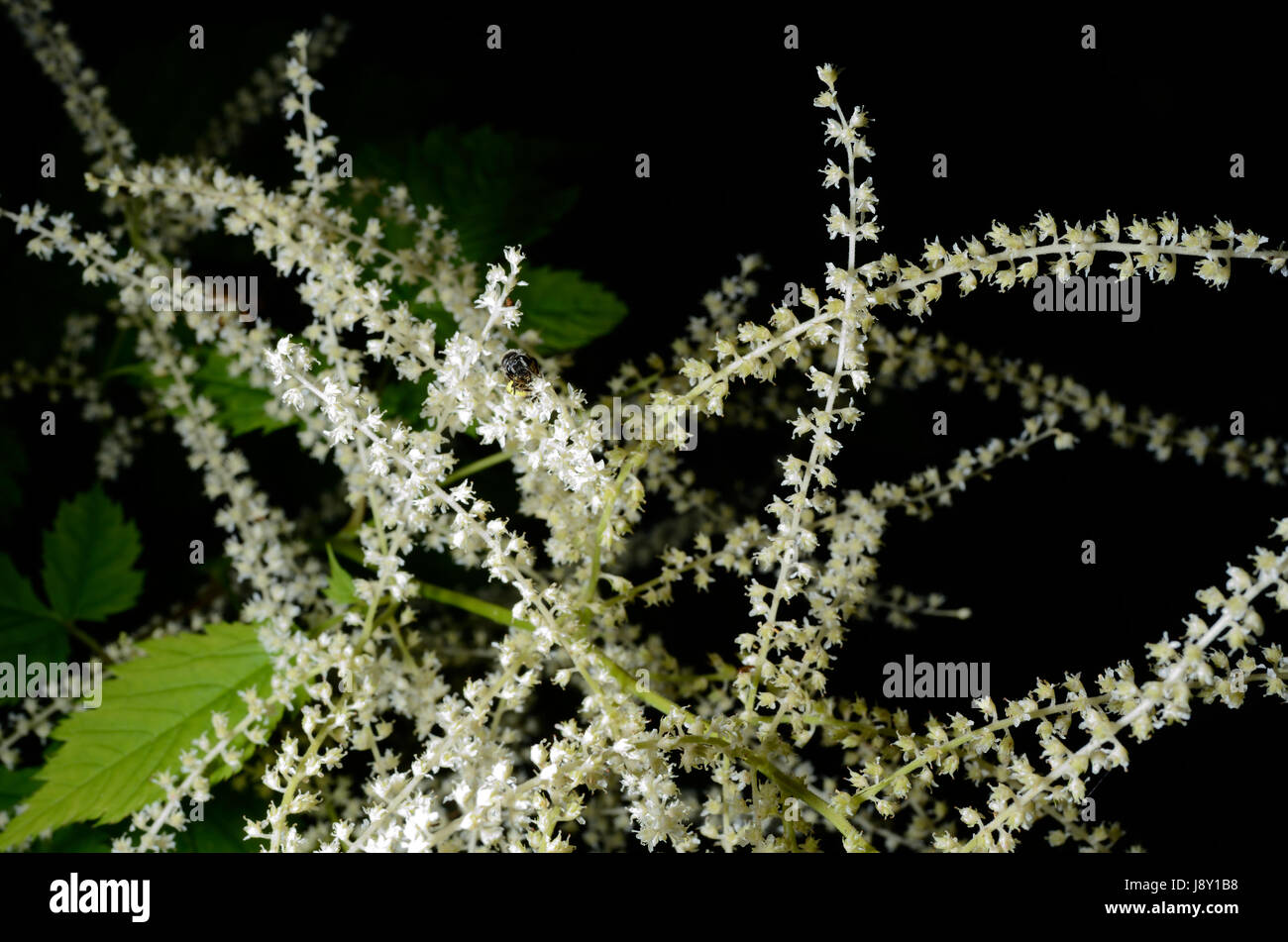 Udatna lesni hi-res stock photography and images - Alamy