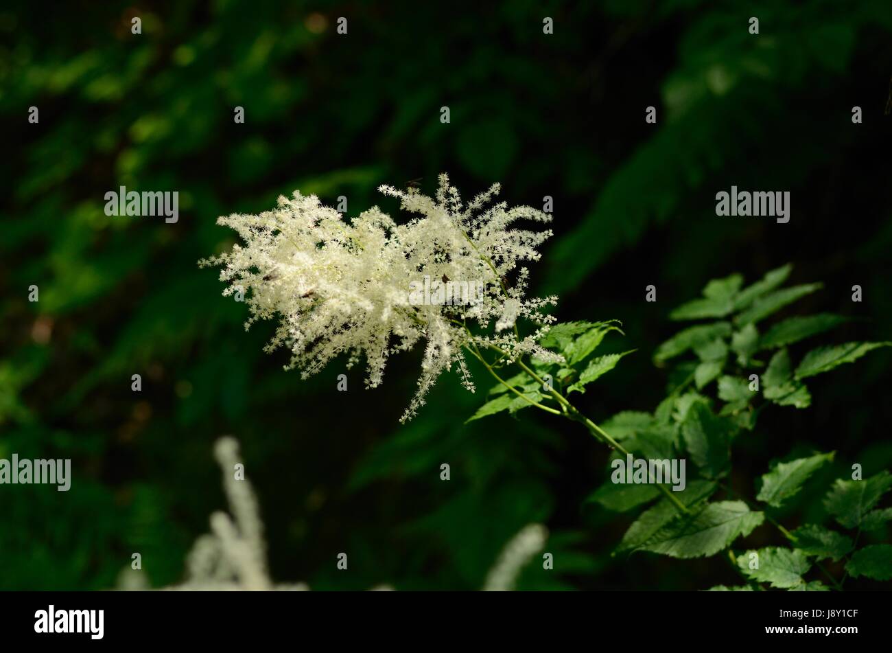 Udatna lesni hi-res stock photography and images - Alamy