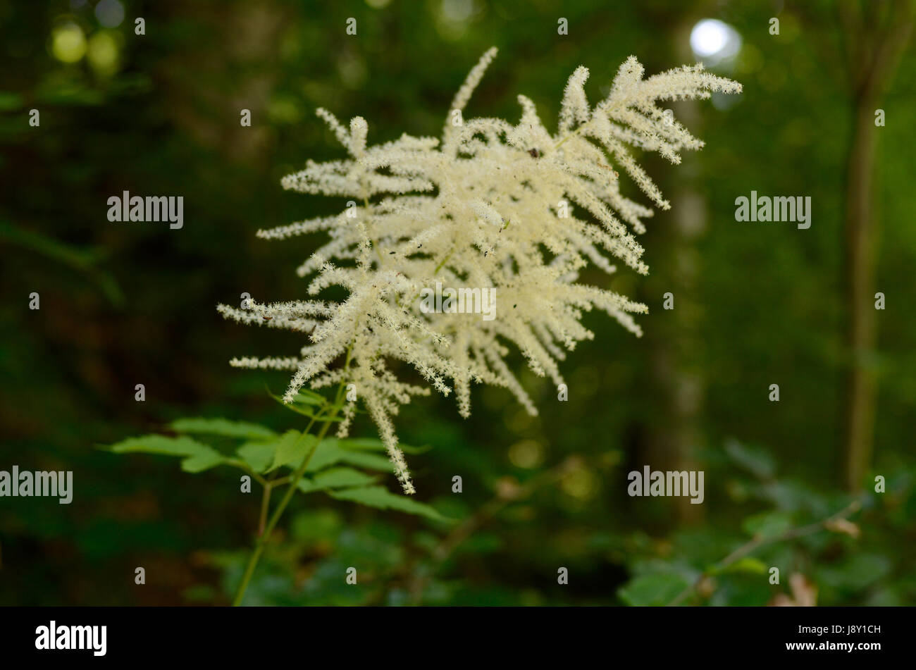 Udatna lesni hi-res stock photography and images - Alamy