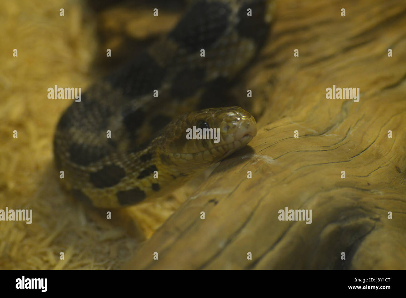 Snake face close up hi-res stock photography and images - Alamy