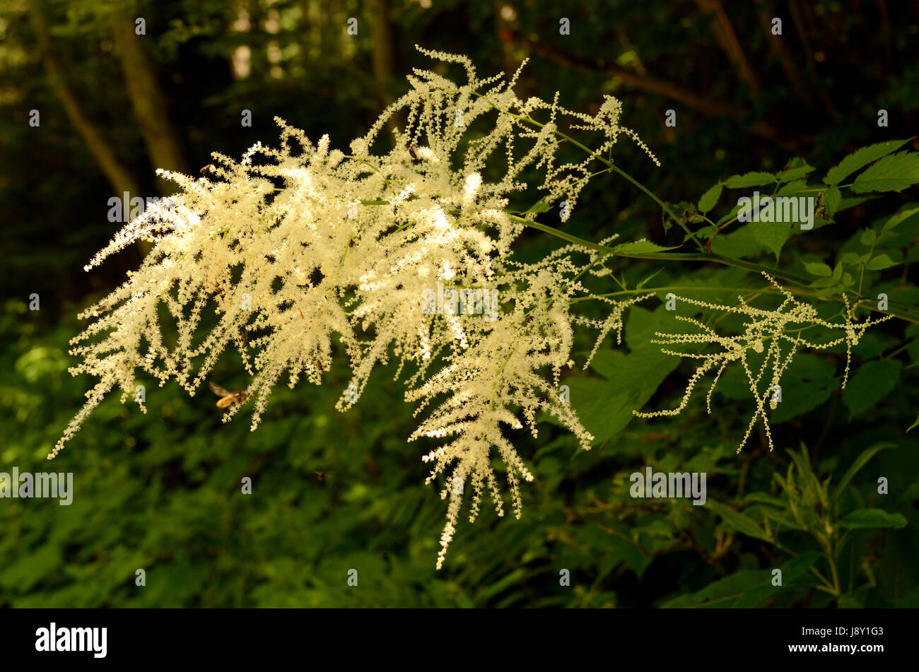 Udatna lesni hi-res stock photography and images - Alamy