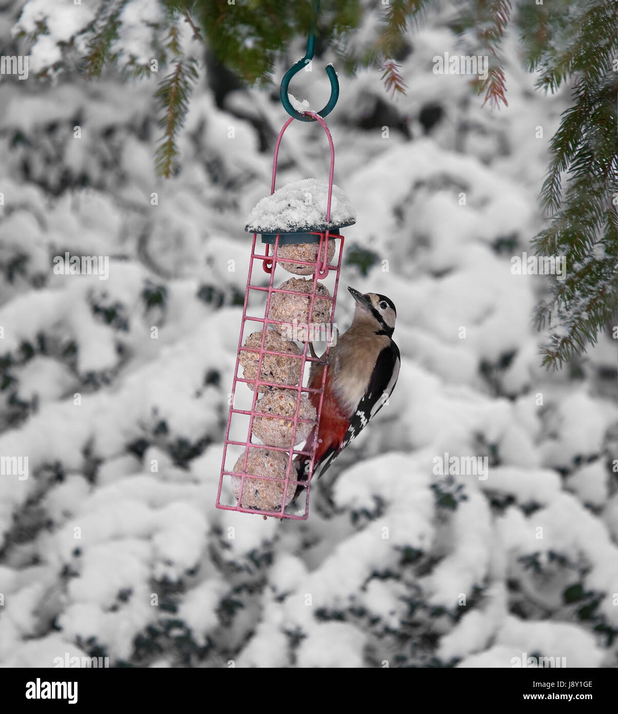 winter, bird, snow, coke, cocaine, material, drug, anaesthetic ...