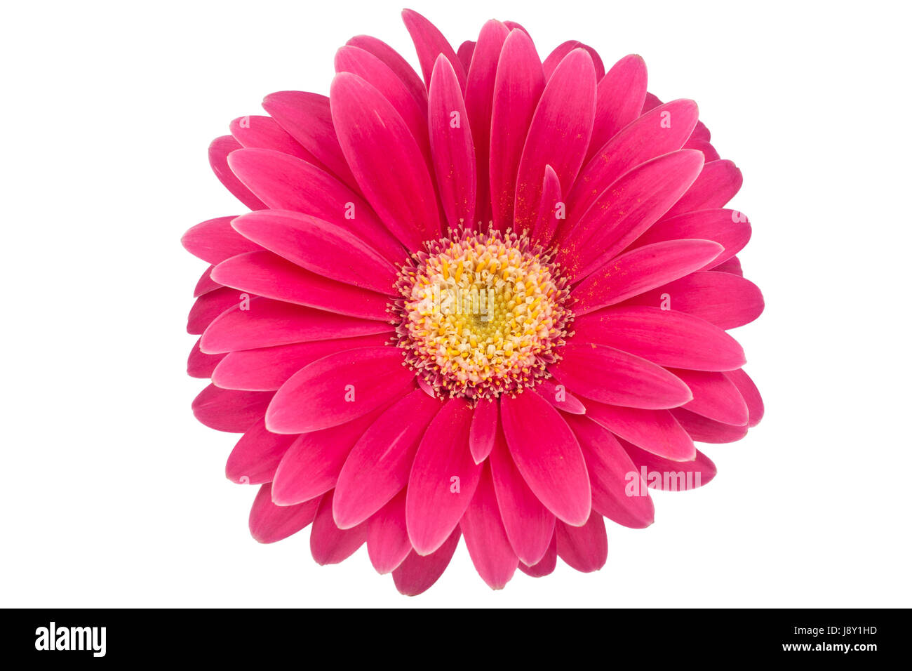 single gerbera against white background Stock Photo - Alamy