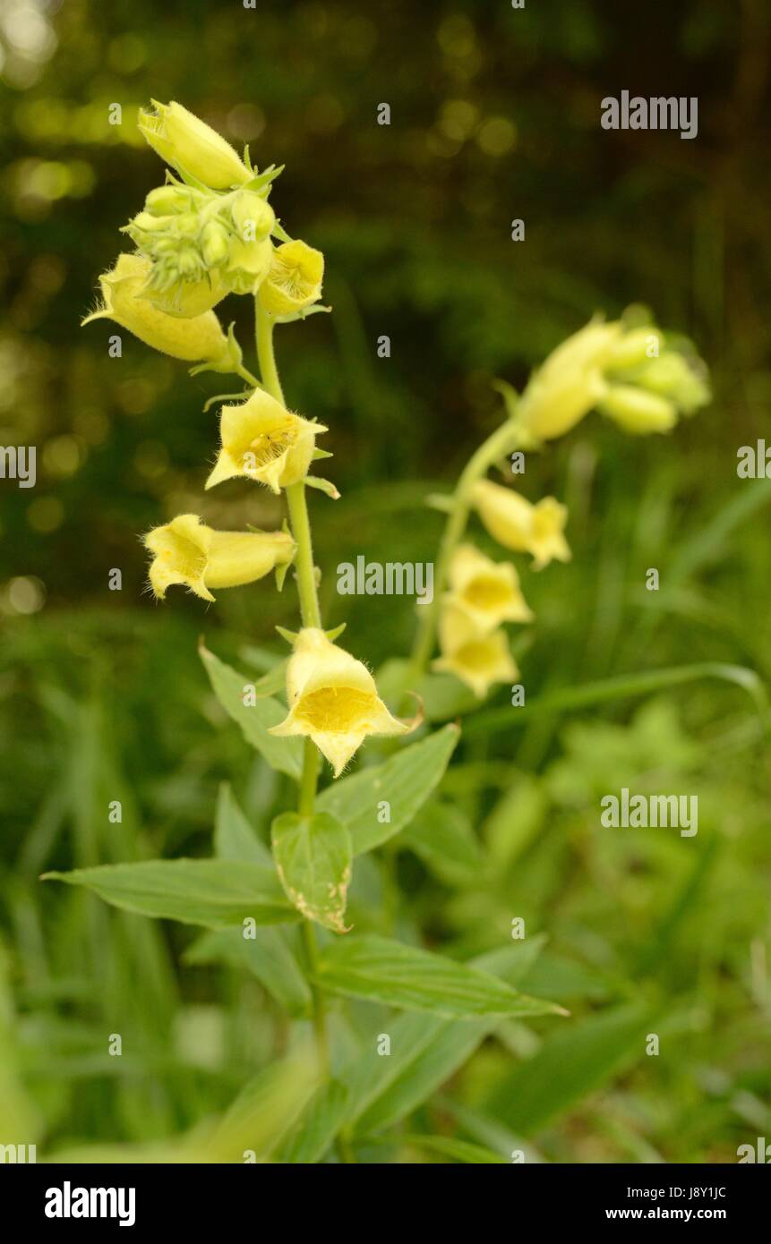 Yellow foxglove flowers. The plant belongs to the Digitalis genus ...