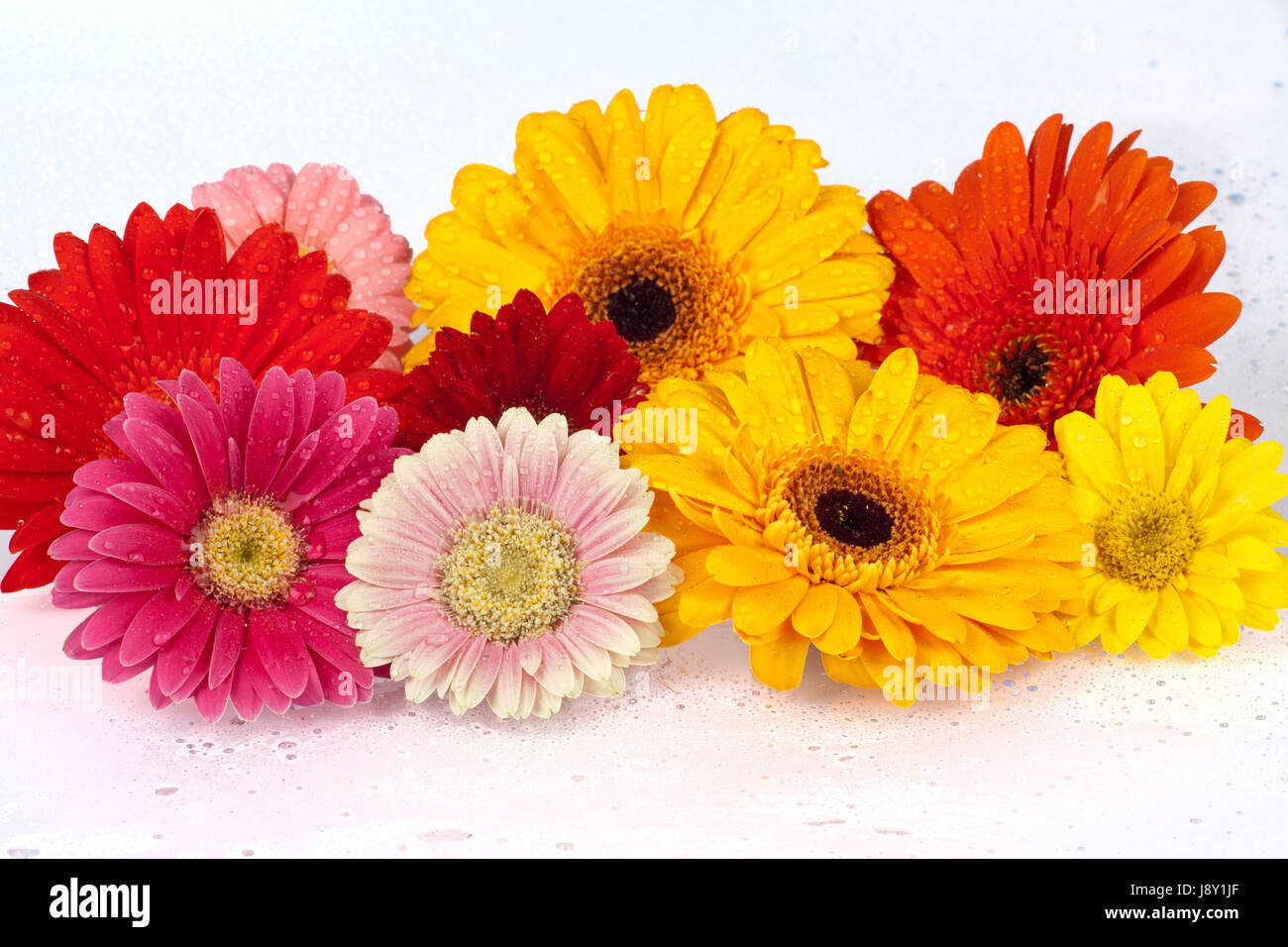 background from fresh gerberas Stock Photo - Alamy