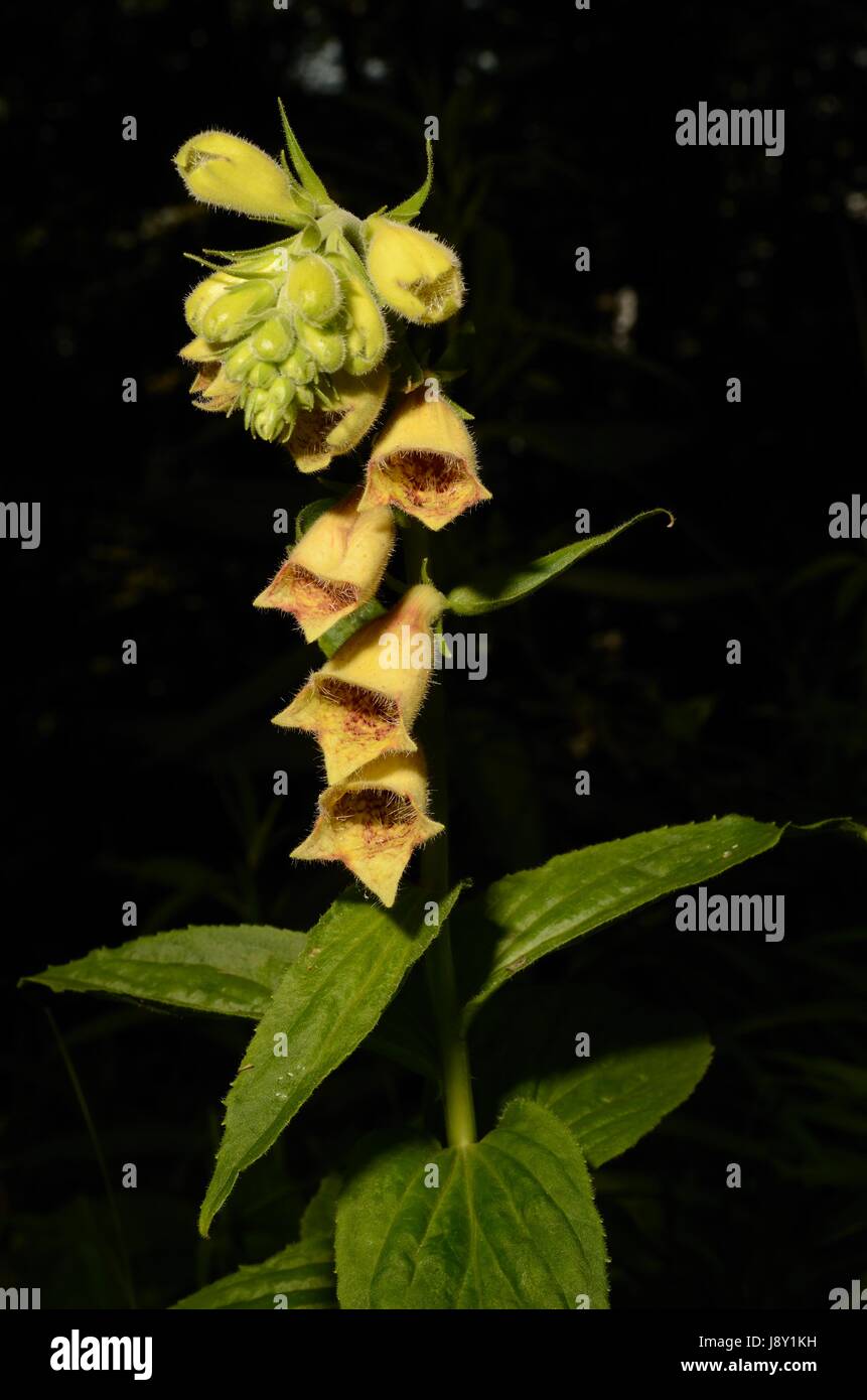 Yellow foxglove flowers. The plant belongs to the Digitalis genus ...