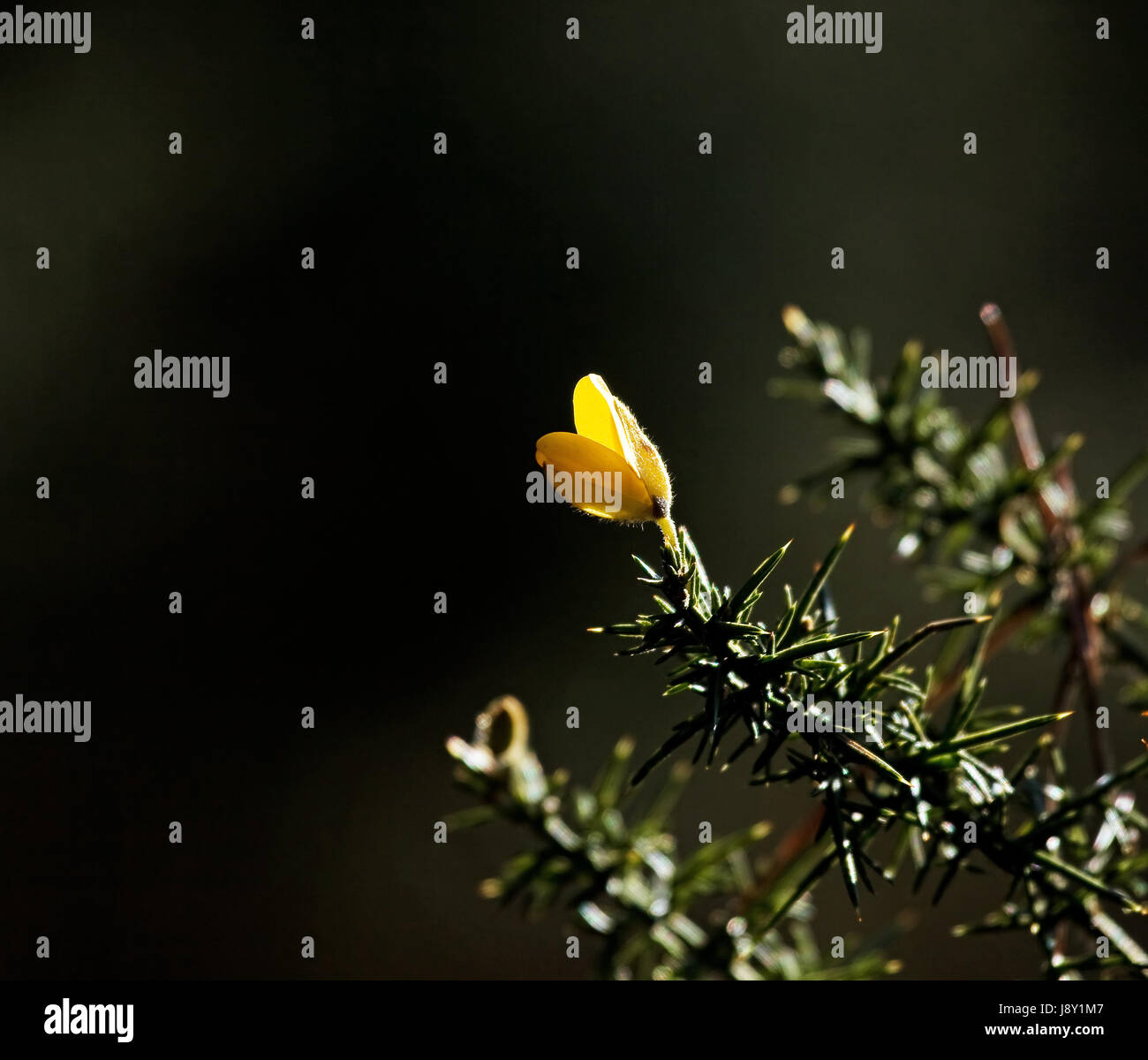 england, bush, shrub, heath, yellow, green, england, bush, shrub ...