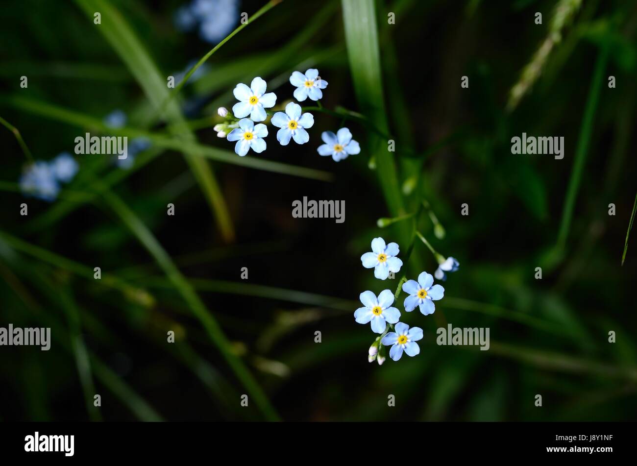 Some forget me nots and grass hi-res stock photography and images - Alamy