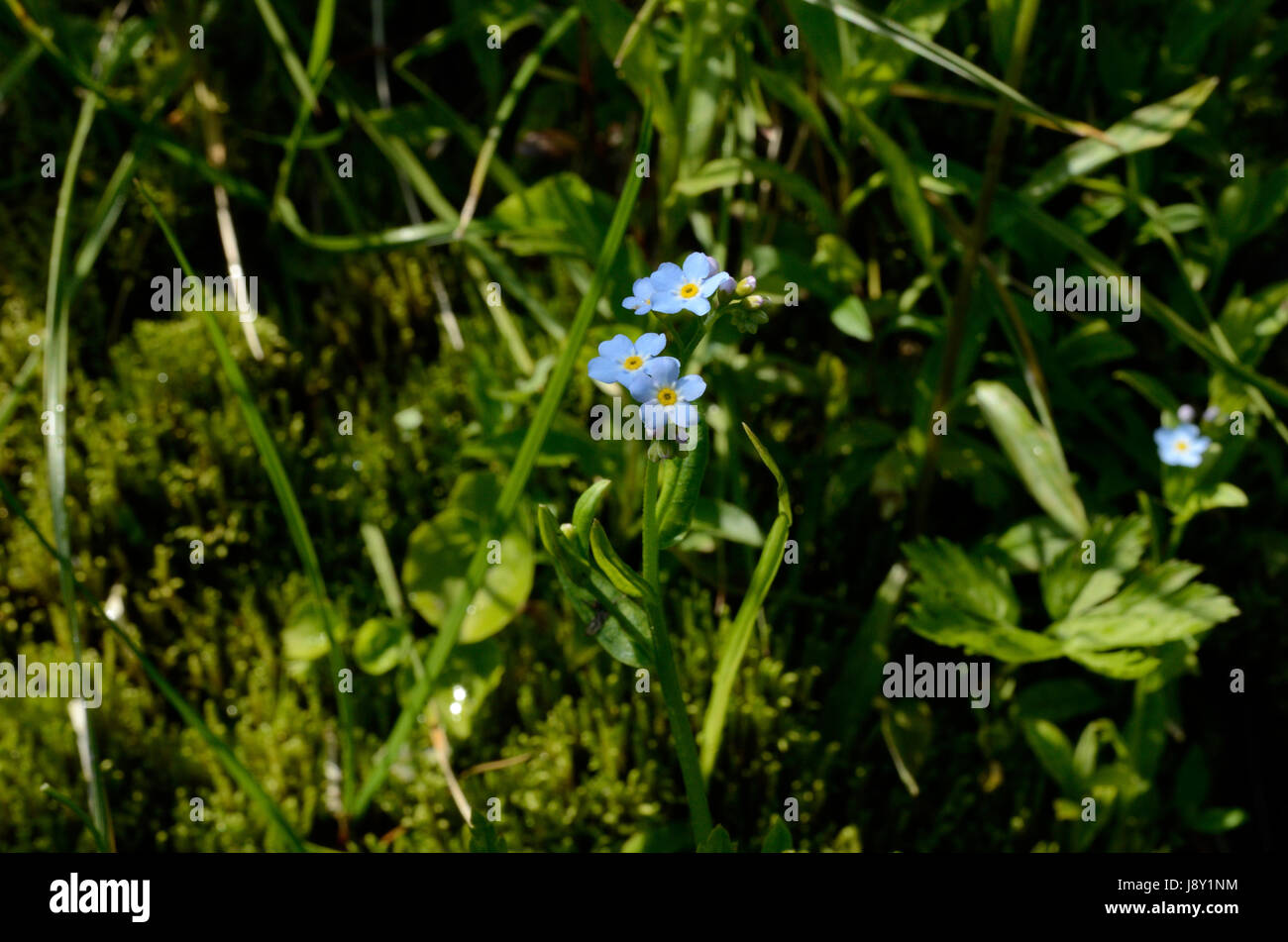 Forget-Me-Nots in the grass Stock Photo - Alamy