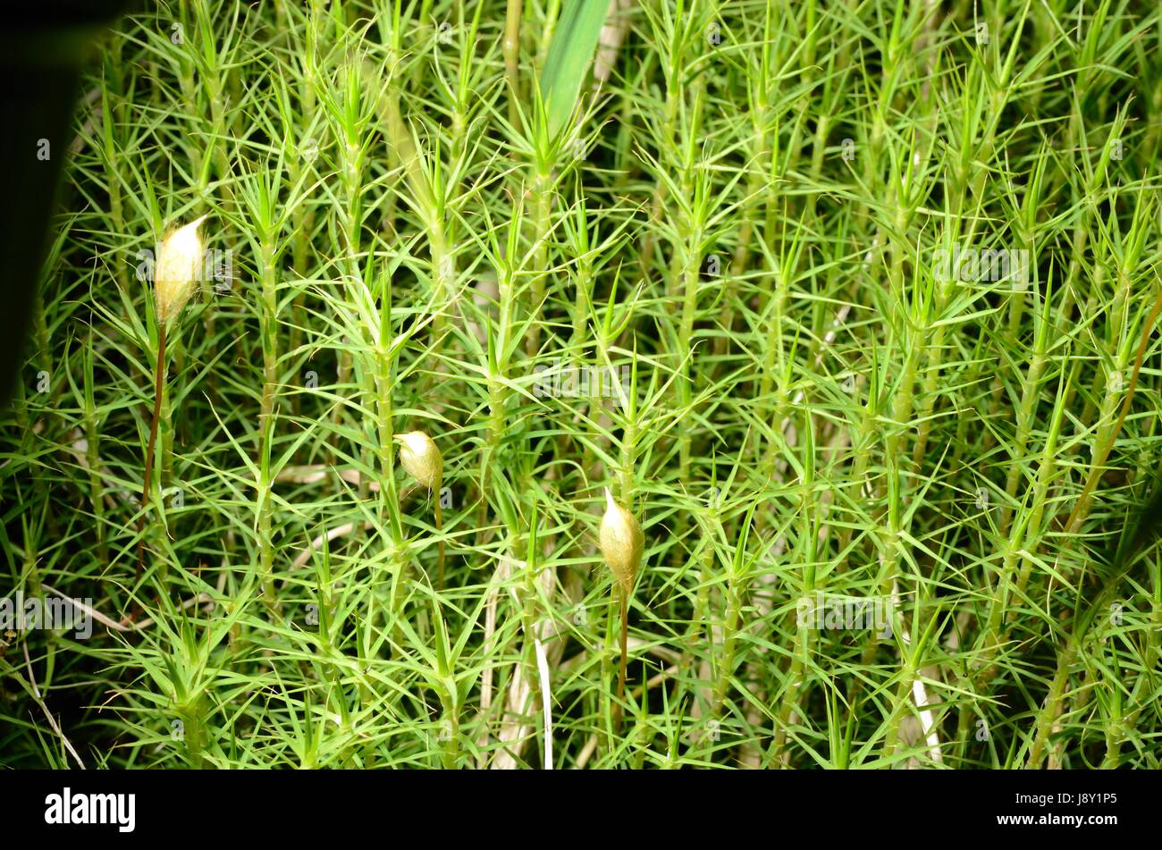 Moss like hi-res stock photography and images - Alamy