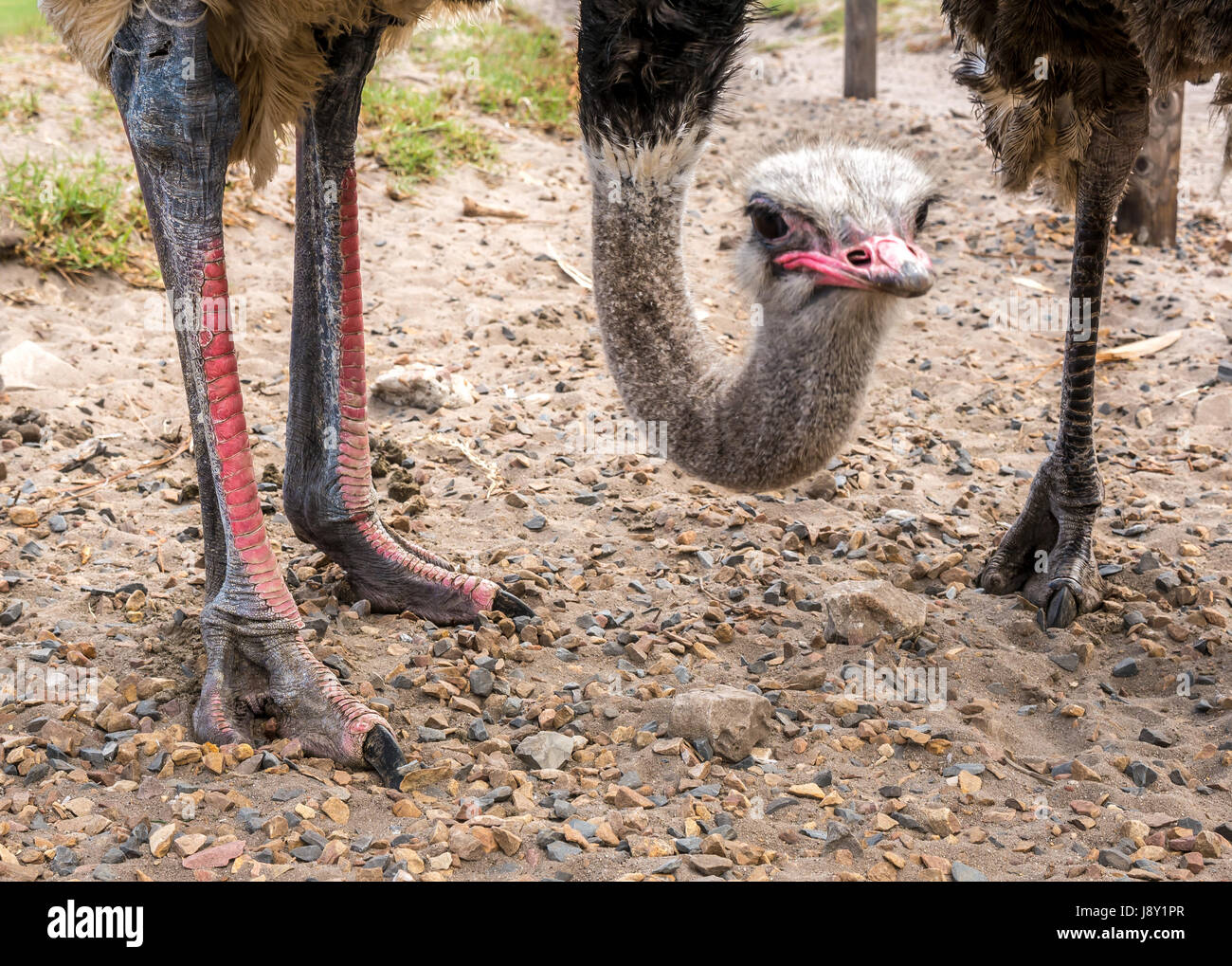Ostrich Feet High Resolution Stock Photography and Images - Alamy