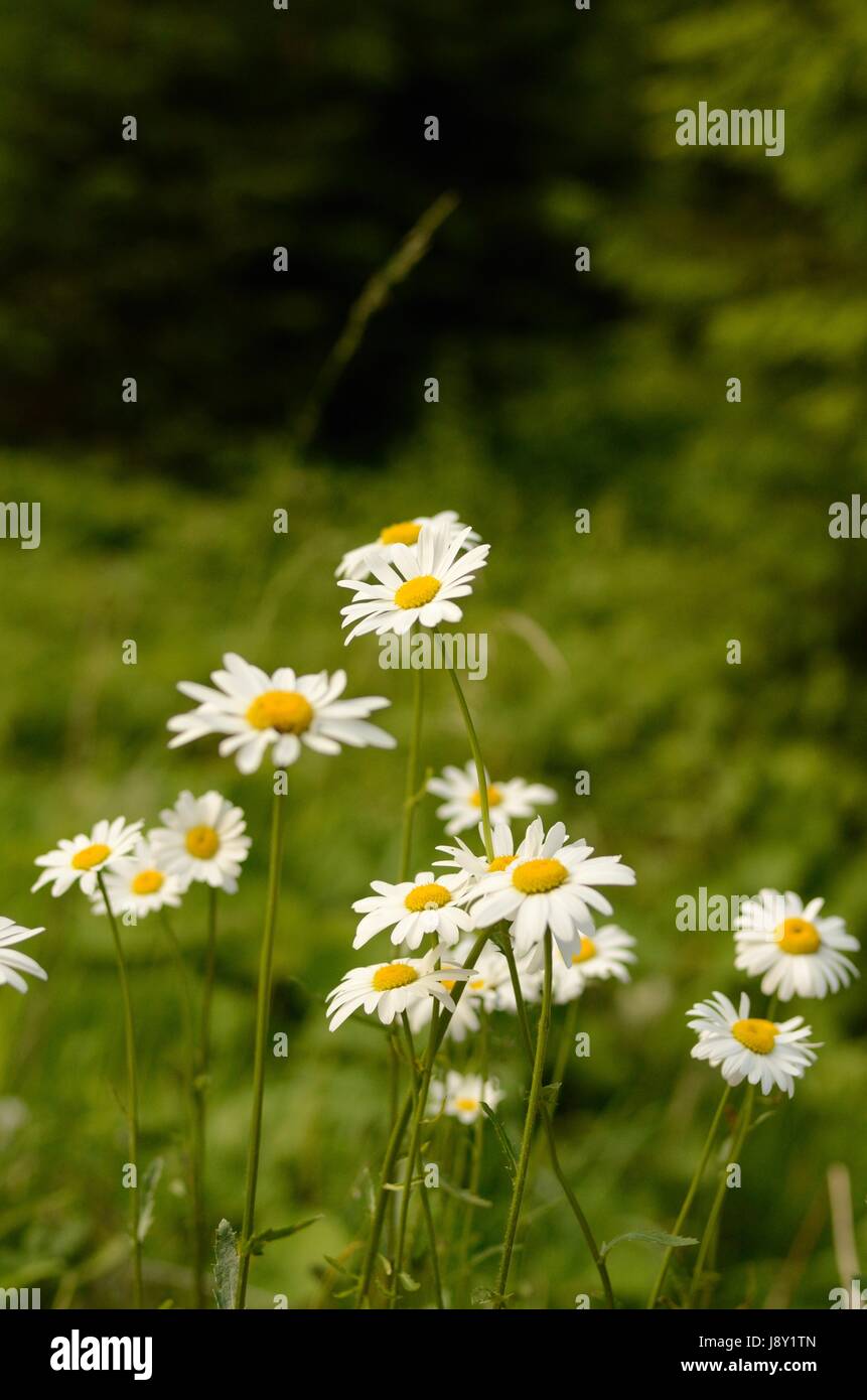 A group of daisies with forest background Stock Photo - Alamy