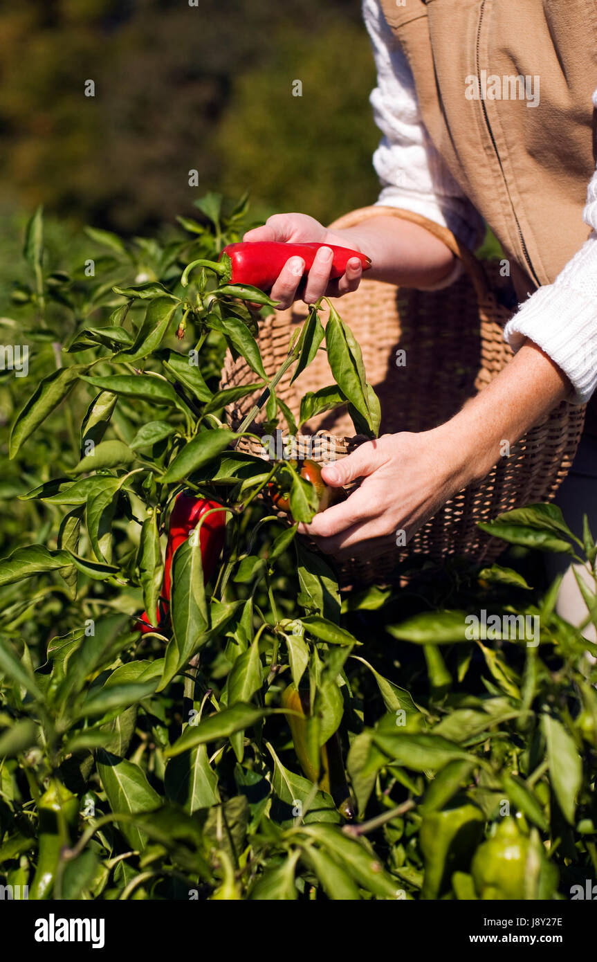 pepper, hand, hands, garden, ripe, vegetable, grow, picking, woman ...