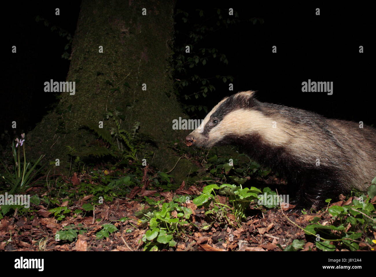 Badger head shot hi-res stock photography and images - Alamy