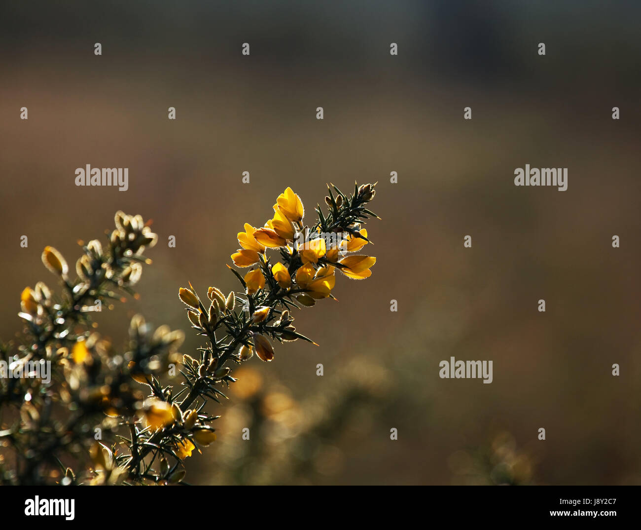 england, bush, shrub, heath, yellow, green, england, bush, shrub ...