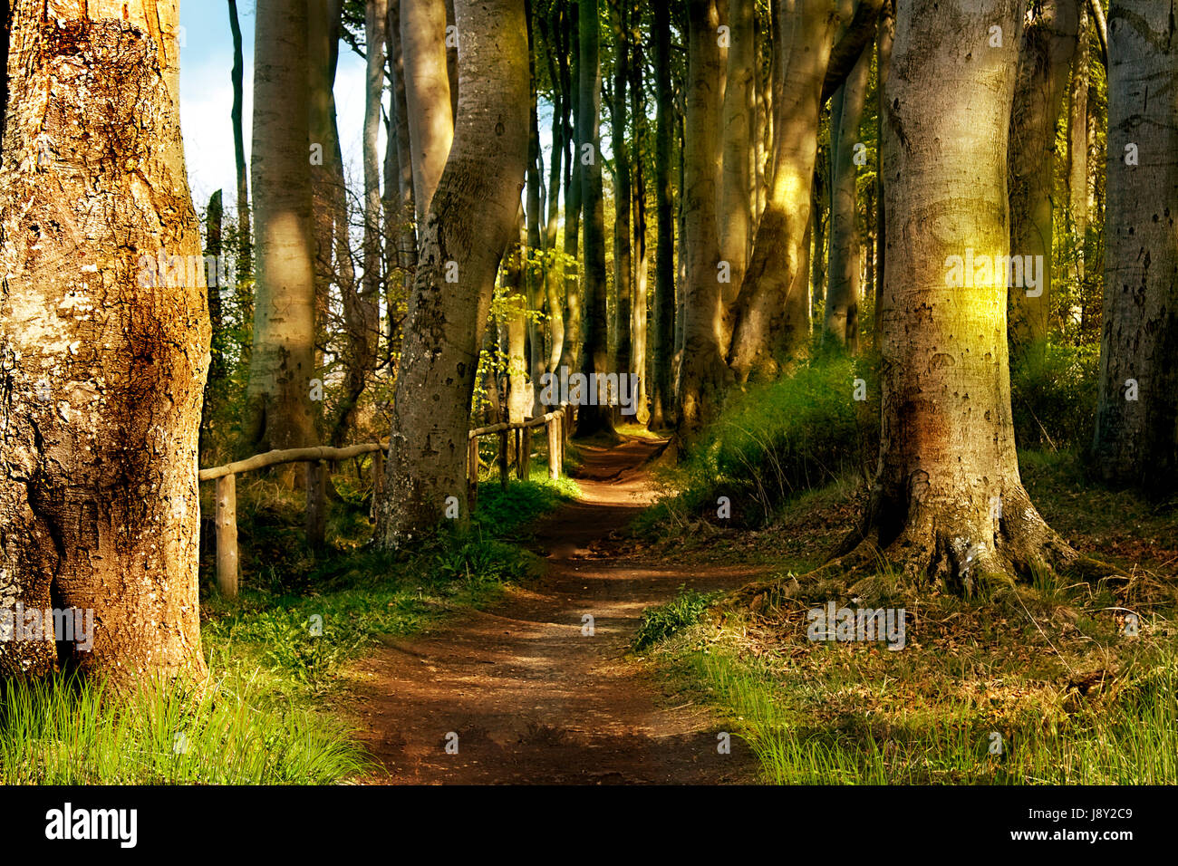 tree, trees, woods, path, way, forest, nature, environment, enviroment ...