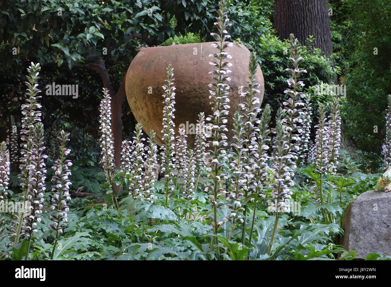 flowering Acanthus plants in a classic Roman Garden, Italy Stock Photo ...