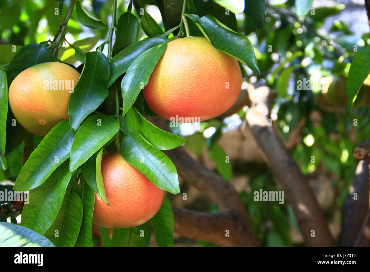 Grapefruit am baum hi-res stock photography and images - Alamy