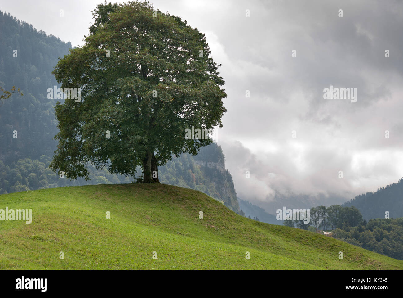 environment, enviroment, tree, hill, switzerland, landscape, scenery ...