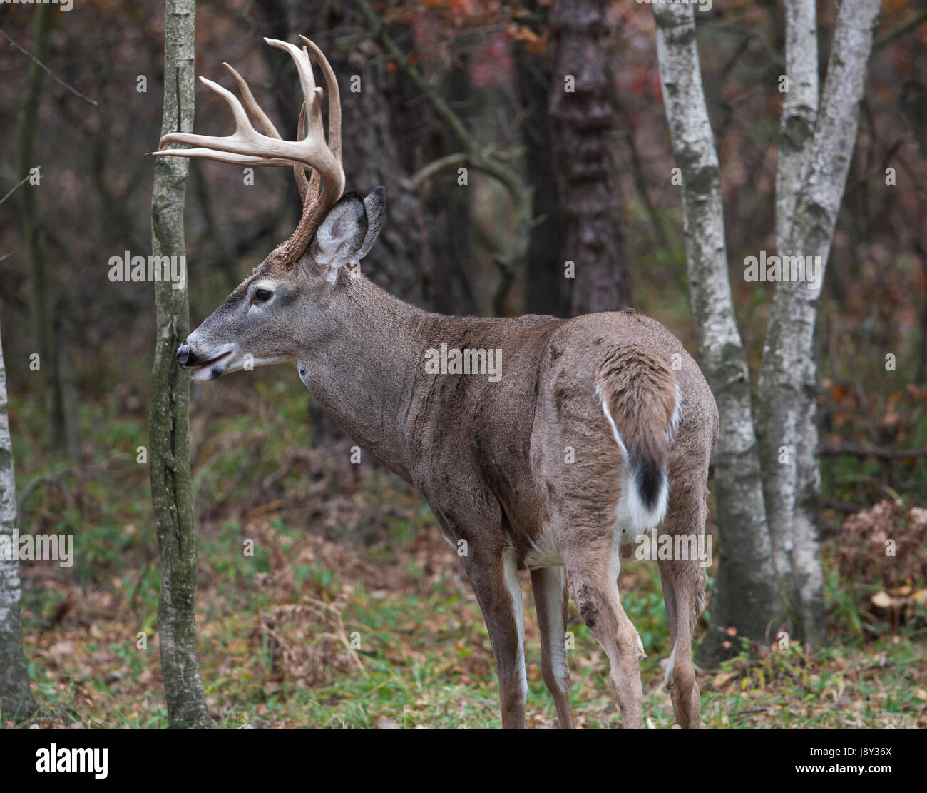Whitetail deer side view hi-res stock photography and images - Alamy