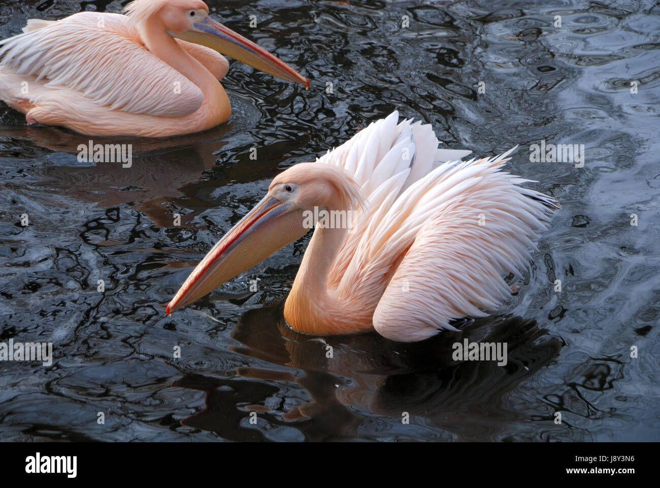 bird, birds, pelicans, feather, water, pink, swimming, swiming, swim ...